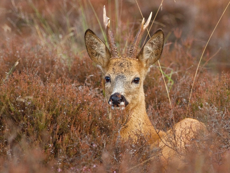 Animals Of Ukraine: The Complete List - Flora Fauna Fun