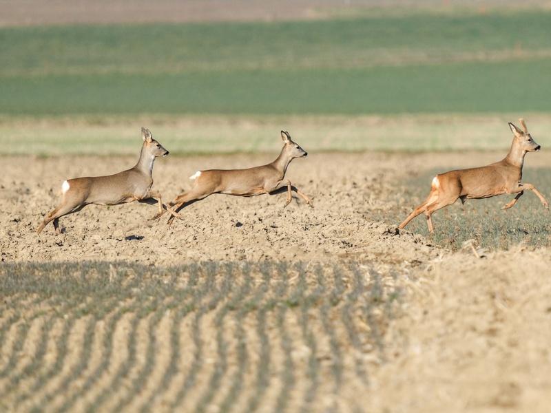 Mammals of Lithuania: The Complete List - Flora Fauna Fun