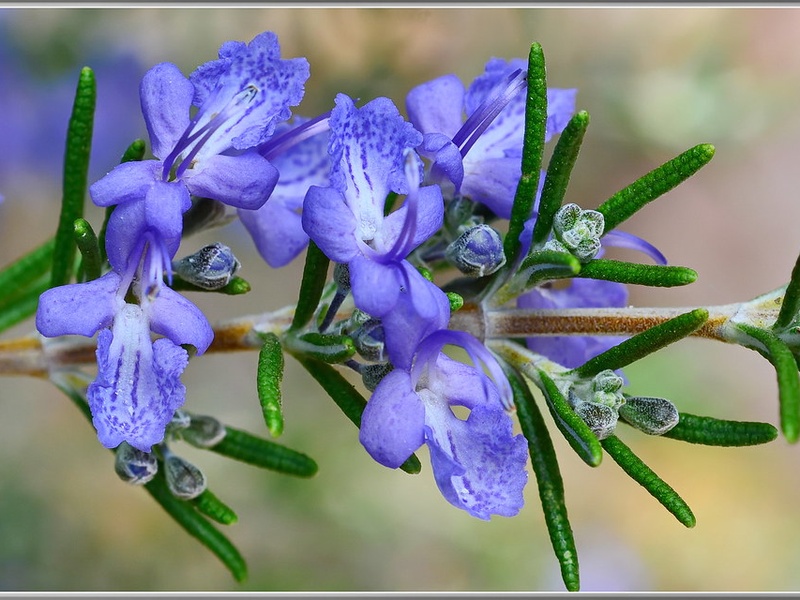 Plants of Croatia - Flora Fauna Fun