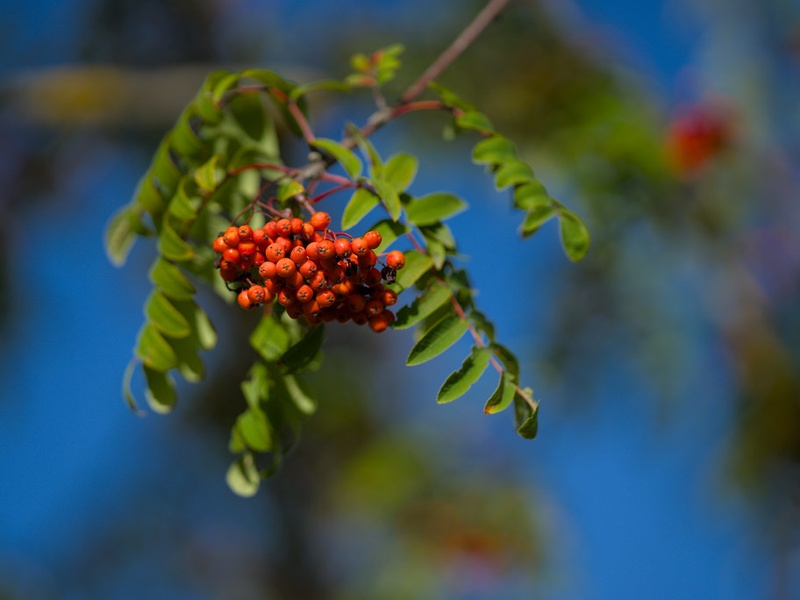 Sweden's Native Plants: The Complete List - Flora Fauna Fun