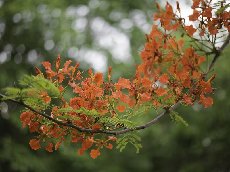 Trees of Haiti: The Complete List - Flora Fauna Fun