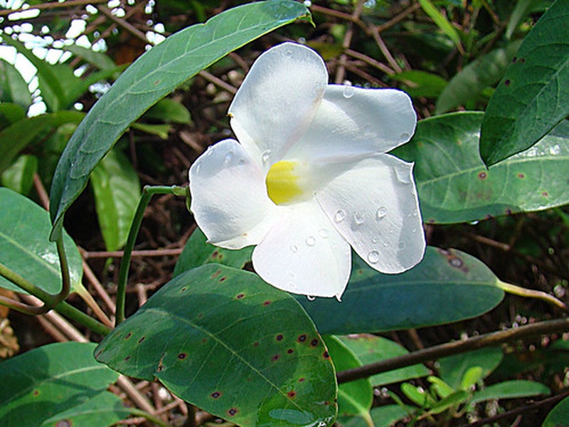Rainforest Vines: The Complete List - Flora Fauna Fun
