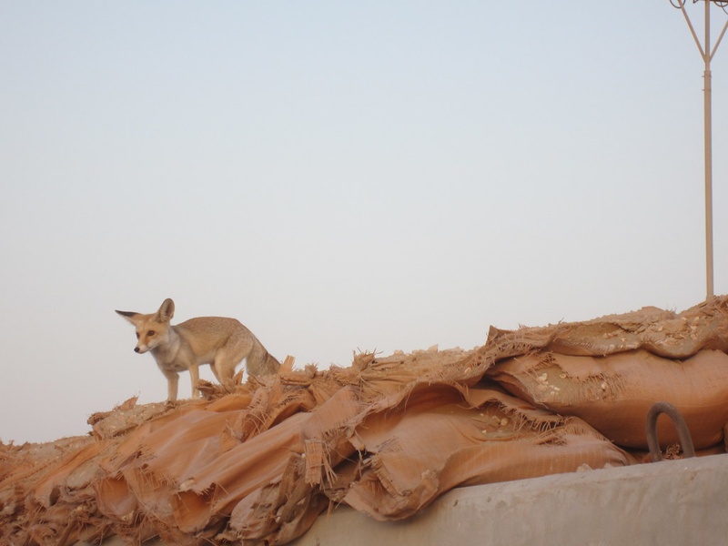 Jordan's Native Animals: The Complete List - Flora Fauna Fun