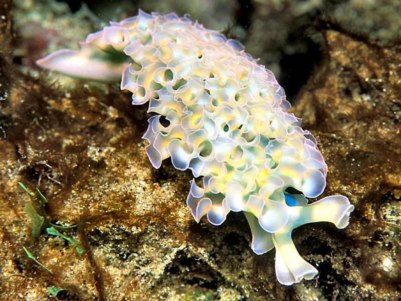 Coral Reef Primary Consumers: The Complete List - Flora Fauna Fun