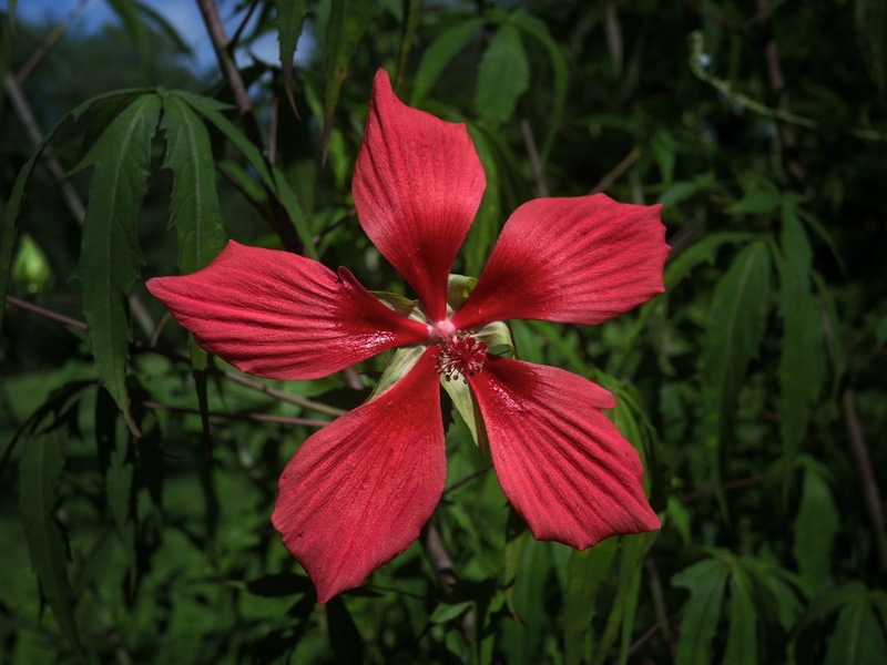 The Complete List of Big Red Flowers - Flora Fauna Fun