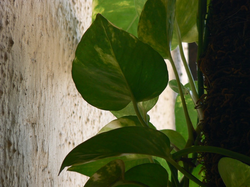 Rainforest Vines: The Complete List - Flora Fauna Fun