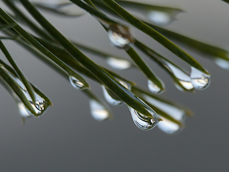 Trees of Poland: The Complete List - Flora Fauna Fun