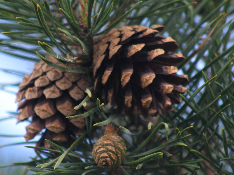 Trees Of Russia: The Complete List - Flora Fauna Fun
