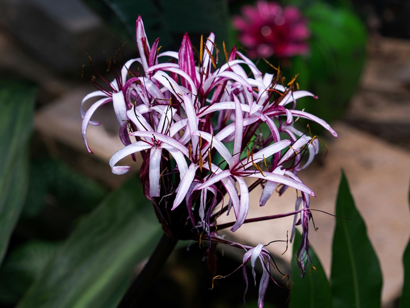 Plants of Croatia - Flora Fauna Fun