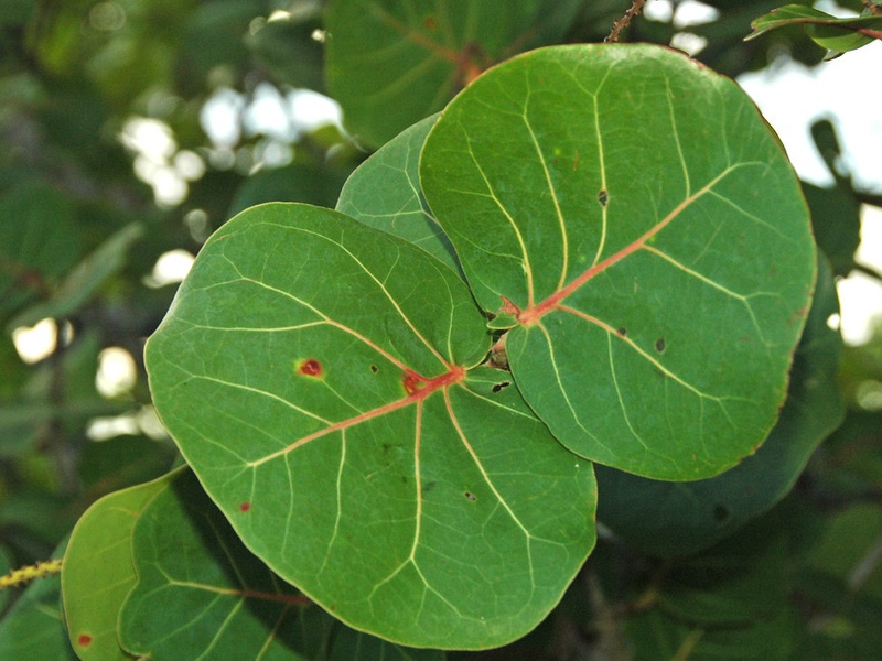 Trees of Haiti: The Complete List - Flora Fauna Fun