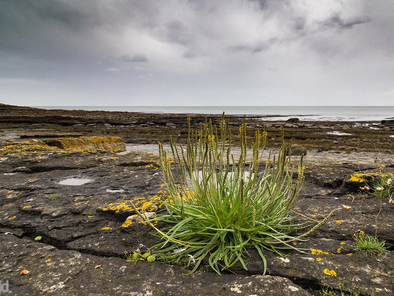 The Complete List of Ireland's Native Plants - Flora Fauna Fun