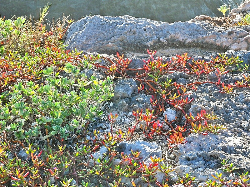 Plants Of Barbados: The Complete List - Flora Fauna Fun