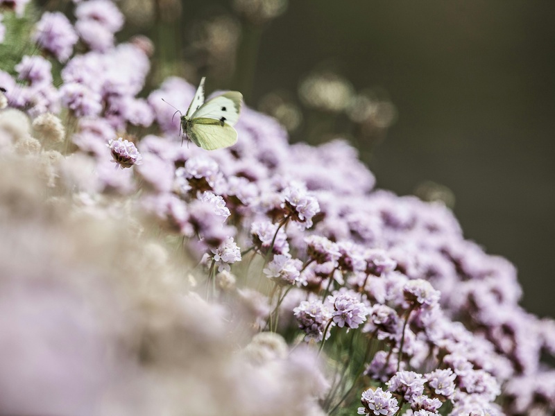 Sweden's Native Plants: The Complete List - Flora Fauna Fun