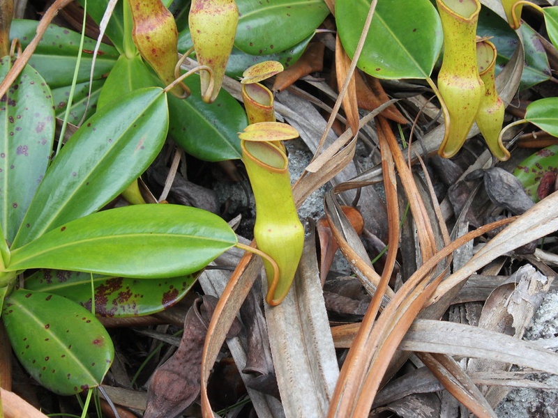 List of the Seychelles' Native Plants - Flora Fauna Fun