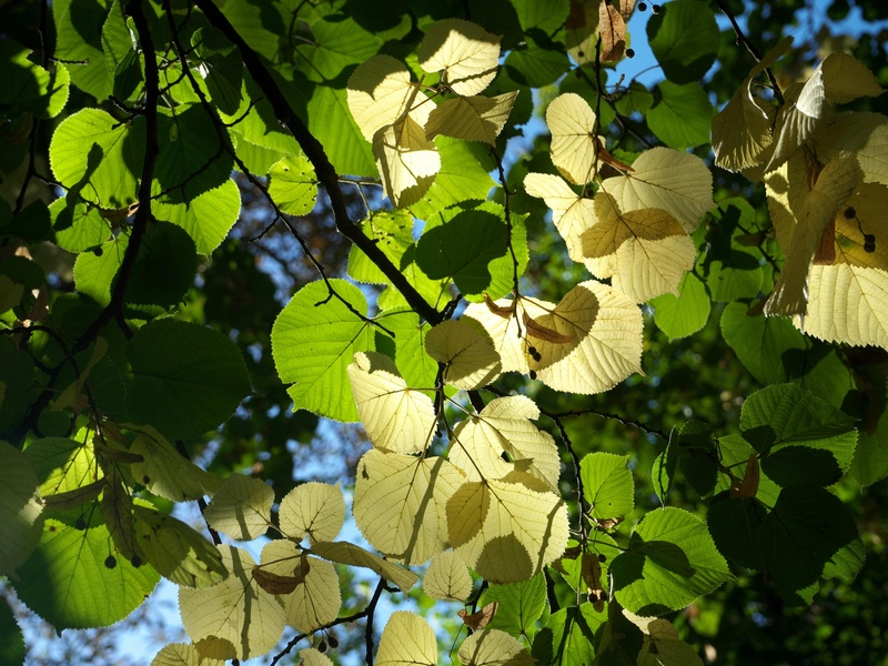 Trees of Poland: The Complete List - Flora Fauna Fun