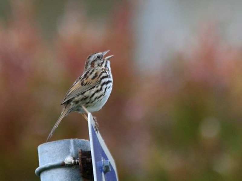 List of Songbird Examples - Flora Fauna Fun