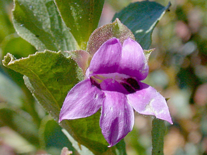 Australia's Native Plants - Flora Fauna Fun