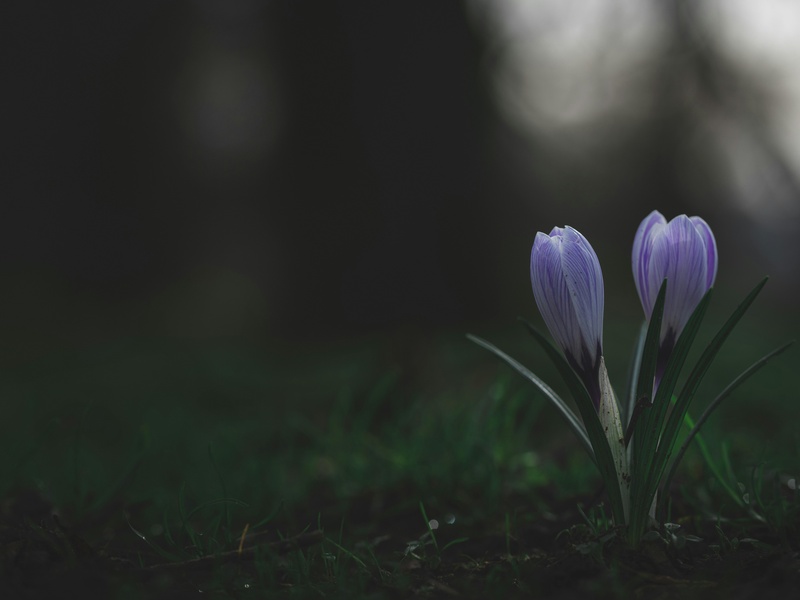 Flowers of Poland: The Complete List - Flora Fauna Fun