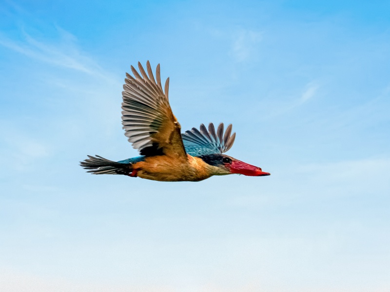Birds of Taiwan: The Complete List - Flora Fauna Fun