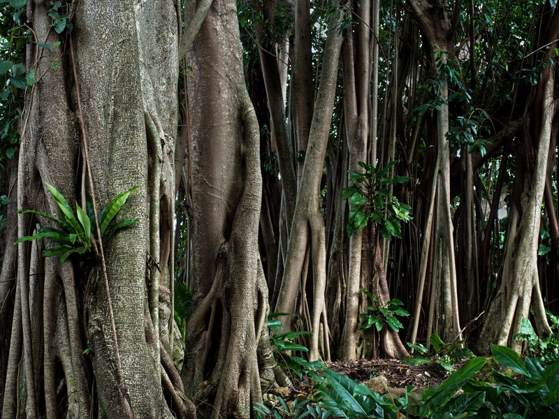 Trees of Haiti: The Complete List - Flora Fauna Fun