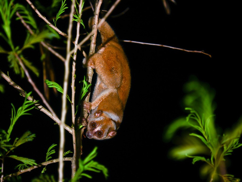 The Complete List of Asian Rainforest Animals - Flora Fauna Fun