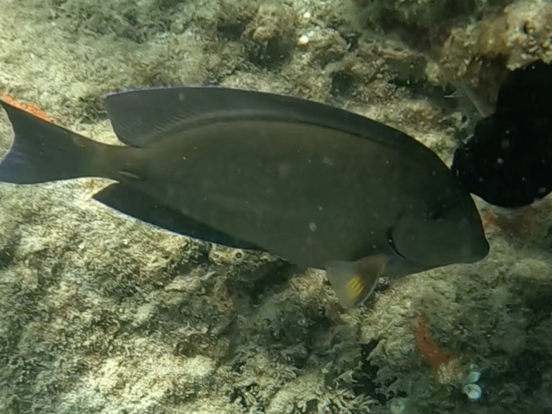 Coral Reef Primary Consumers: The Complete List - Flora Fauna Fun
