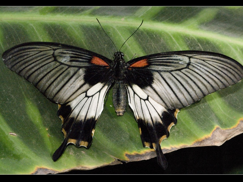 Animals Of Ukraine: The Complete List - Flora Fauna Fun