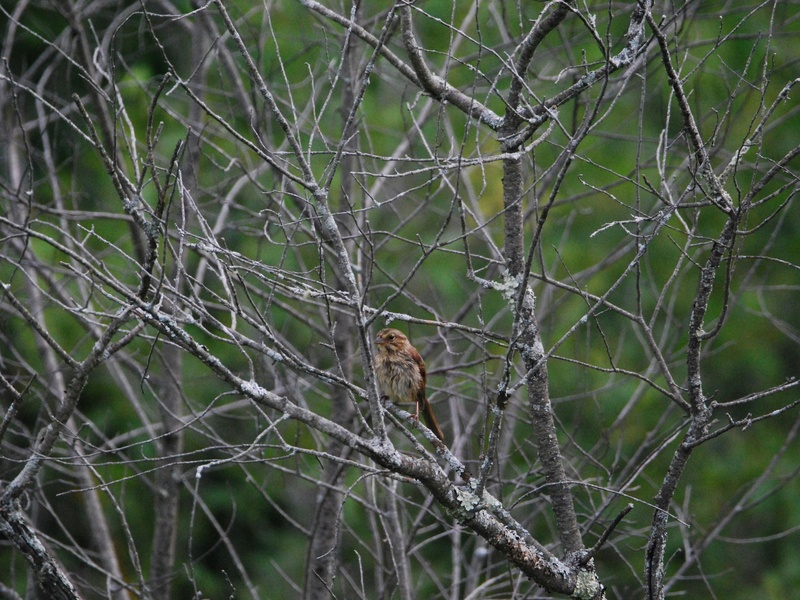List of Swamp Secondary Consumers - Flora Fauna Fun