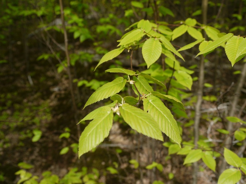 Mixed Forest Plants: The Complete List - Flora Fauna Fun