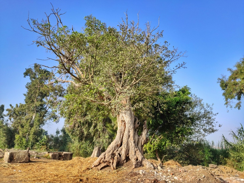 Plants of Uganda: The Complete List - Flora Fauna Fun