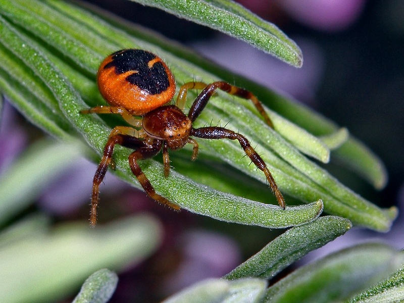 List of Pink Spiders - Flora Fauna Fun