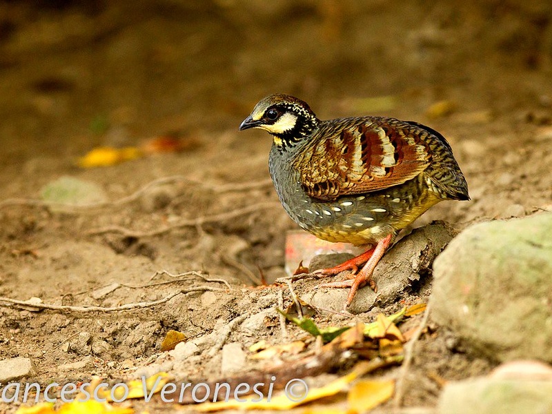 Birds of Taiwan: The Complete List - Flora Fauna Fun