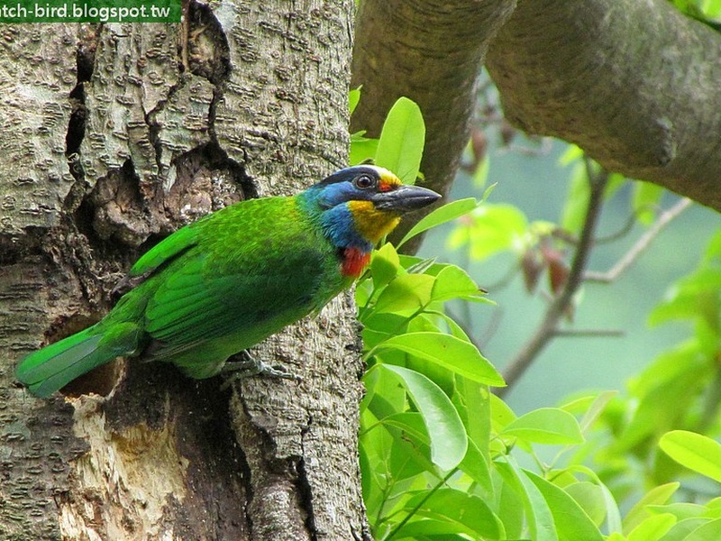 Birds of Taiwan: The Complete List - Flora Fauna Fun