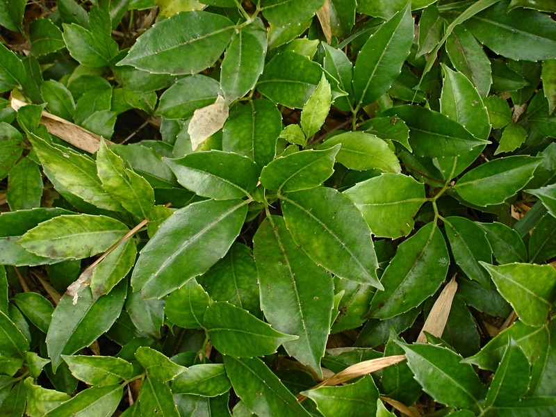 Rainforest Vines: The Complete List - Flora Fauna Fun