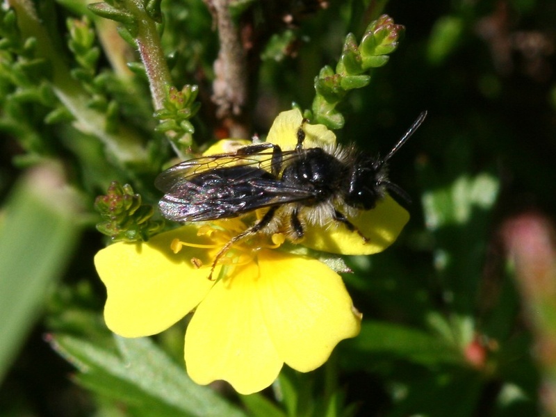 Sweden's Native Plants: The Complete List - Flora Fauna Fun