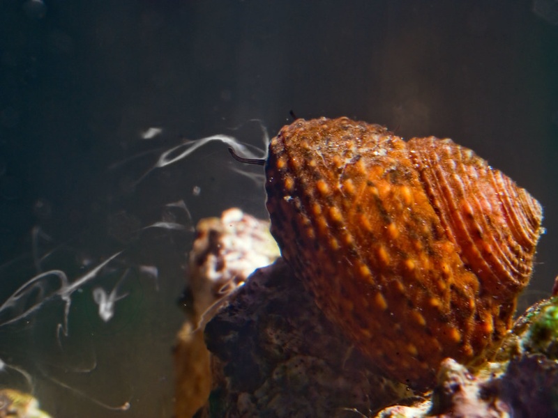 Coral Reef Primary Consumers: The Complete List - Flora Fauna Fun