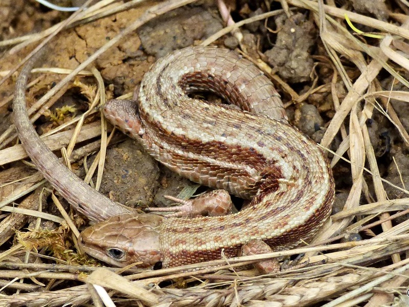 List of Austria's Native Animals - Flora Fauna Fun