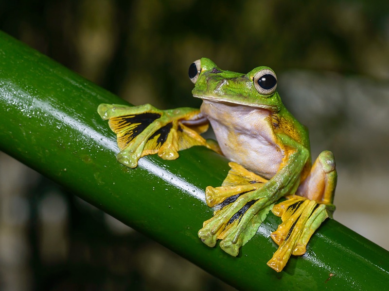 The Complete List of Asian Rainforest Animals - Flora Fauna Fun