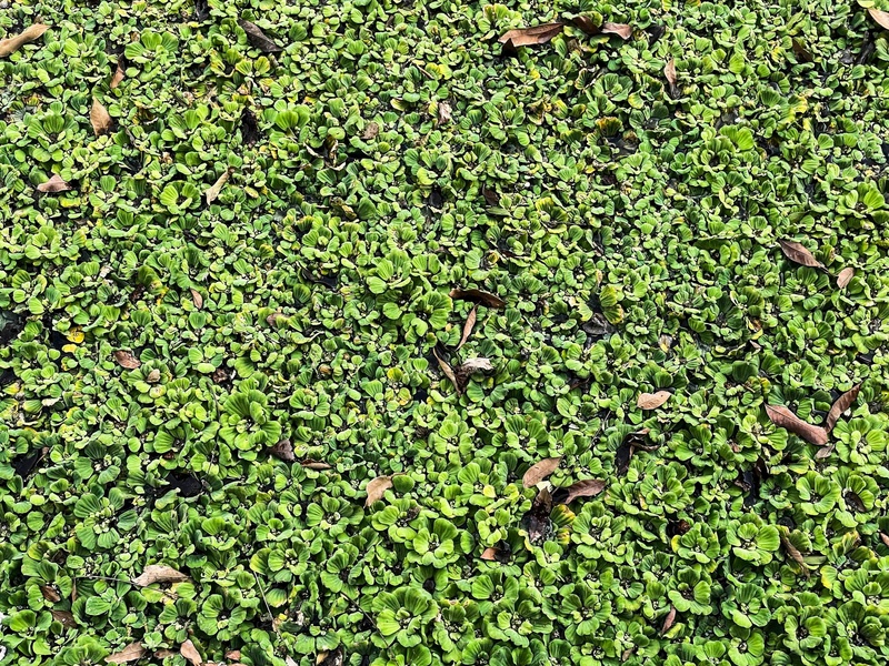 The Complete List of Invasive Species in Rwanda - Flora Fauna Fun