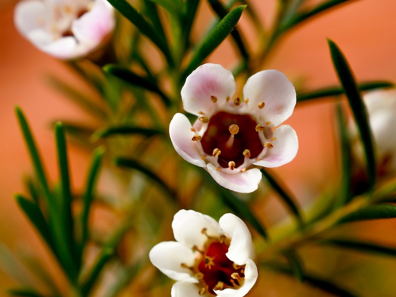 Rainforest Vines: The Complete List - Flora Fauna Fun