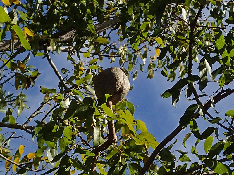 Trees of Haiti: The Complete List - Flora Fauna Fun