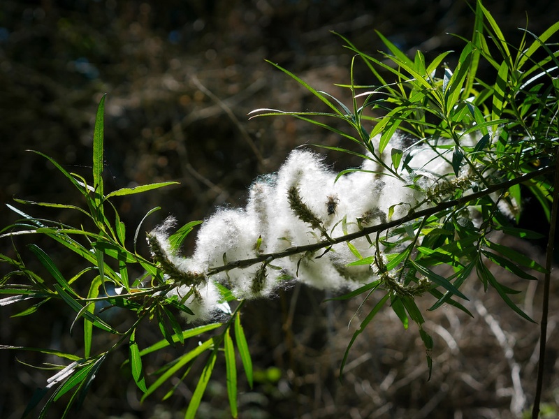 Trees Of Russia: The Complete List - Flora Fauna Fun