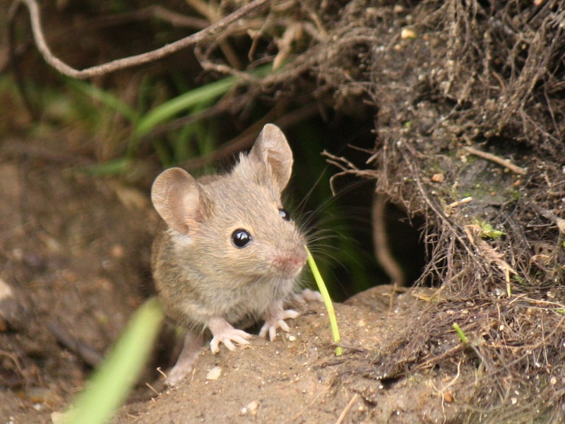 Belgium's Native Animals: The Complete List - Flora Fauna Fun