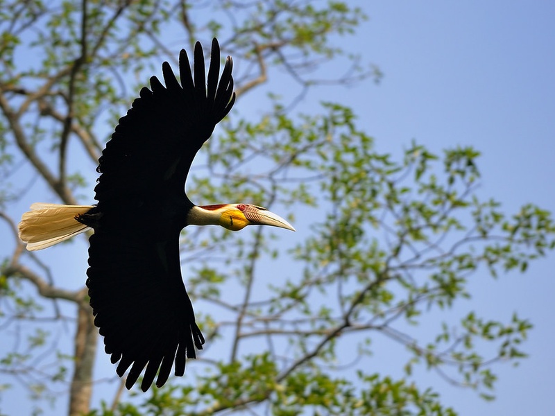 The Complete List of Asian Rainforest Animals - Flora Fauna Fun