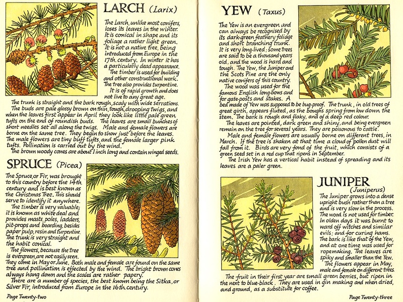 The Complete List of Ireland's Native Plants - Flora Fauna Fun