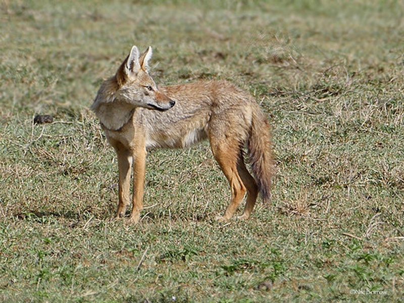 Animals of Somalia - Flora Fauna Fun