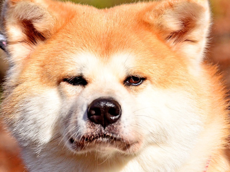 Gold Dog Breeds: The Complete List - Flora Fauna Fun