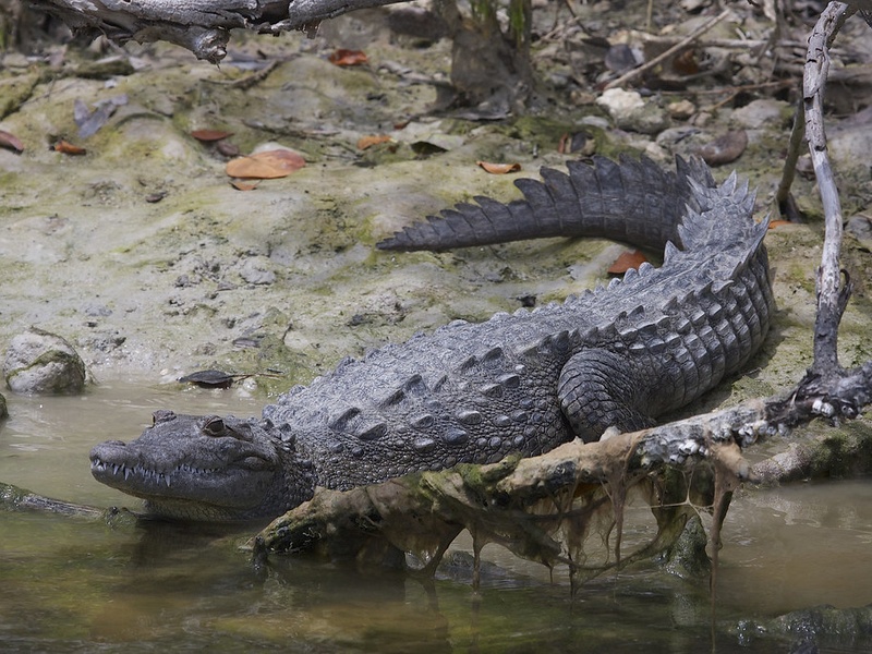 Dangerous Animals in the Dominican Republic - Flora Fauna Fun