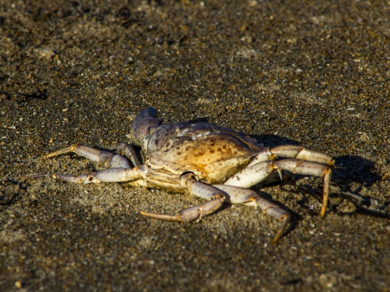 Invasive Species in Maine: The Complete List - Flora Fauna Fun