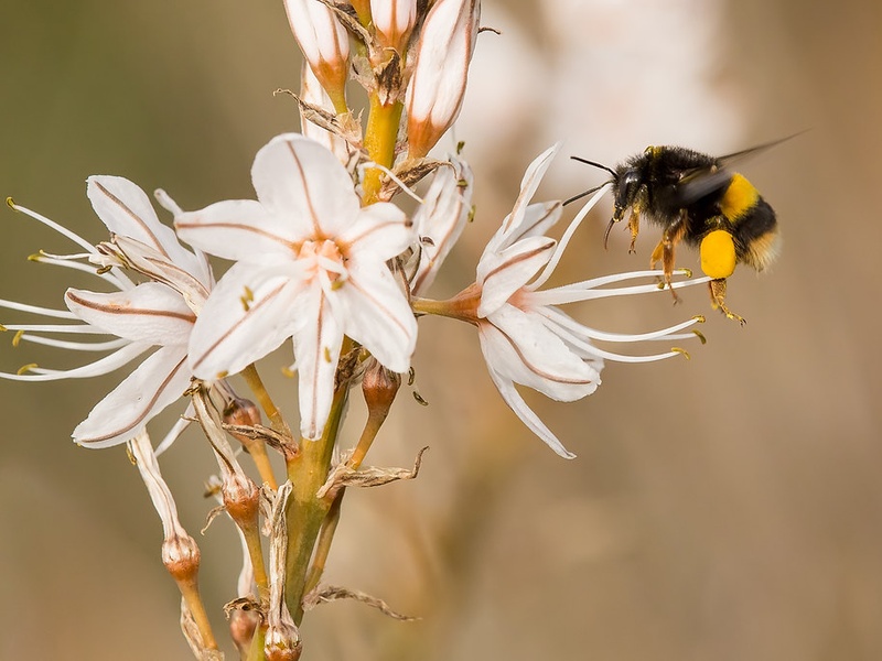 Greece's Native Plants: The Complete List - Flora Fauna Fun